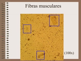 Atlas Coprologia.pdf