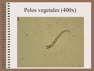 Atlas Coprologia.pdf