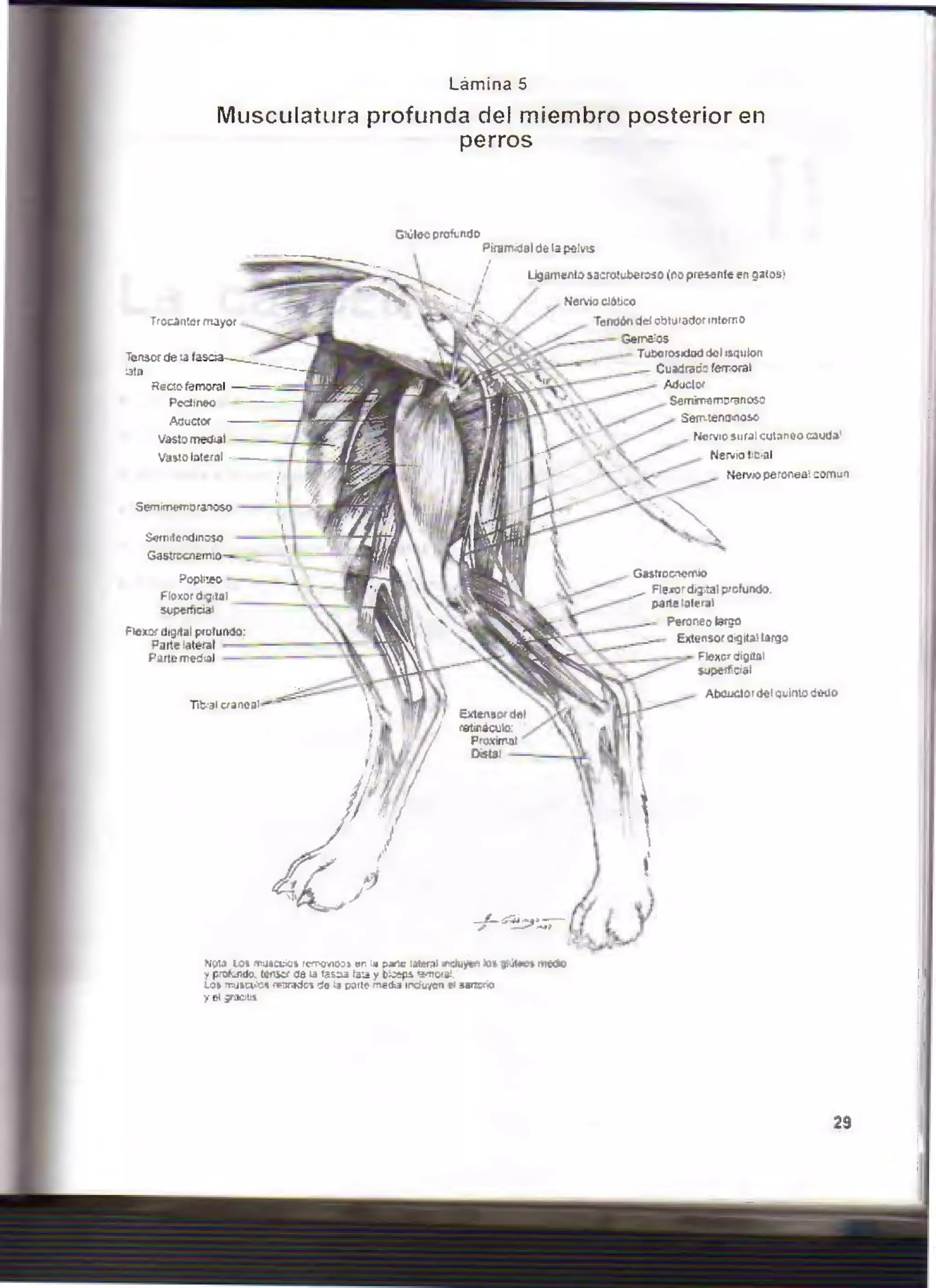Atlas de abordajes quirúrgicos de huesos y articulaciones en perros y ...