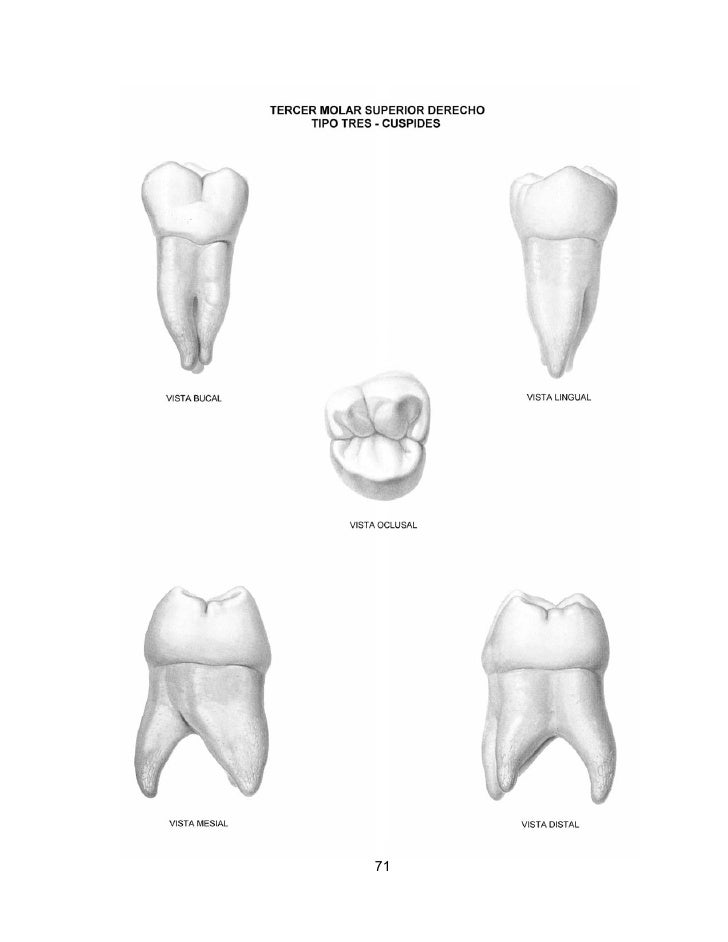 Anatomía Dental