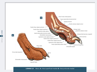 ATLAS DE ANATOMÍA DE PEQUEÑOS ANIMALES.pdf