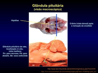 Atlas de anatomia do rato | PPT