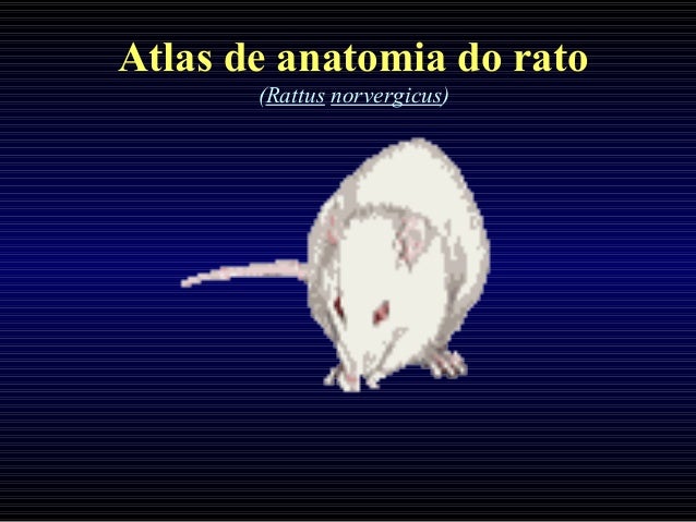 Atlas de anatomia do rato