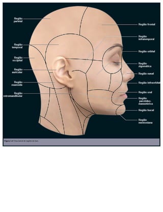 Atlas De Anatomia E Prenchimento Global Da Face-1.pdf