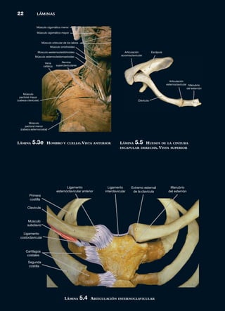 Atlas de anatomia humana 1 | PDF