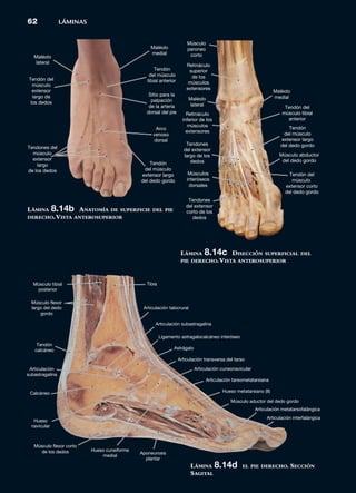 Atlas de anatomia humana 1 | PDF