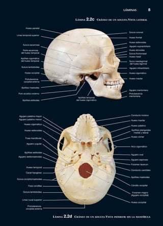 Atlas de anatomia humana | PDF