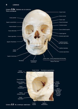 Atlas de anatomia humana | PDF