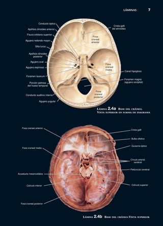 Atlas de anatomia humana | PDF