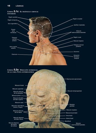 Atlas de anatomia humana | PDF