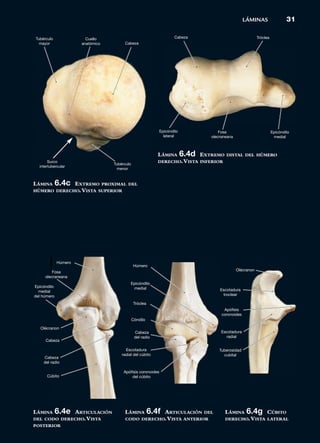 Atlas de anatomia humana | PDF