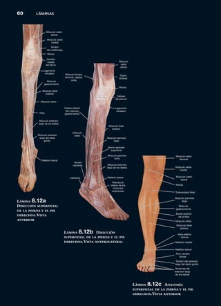 Atlas de anatomia humana | PDF