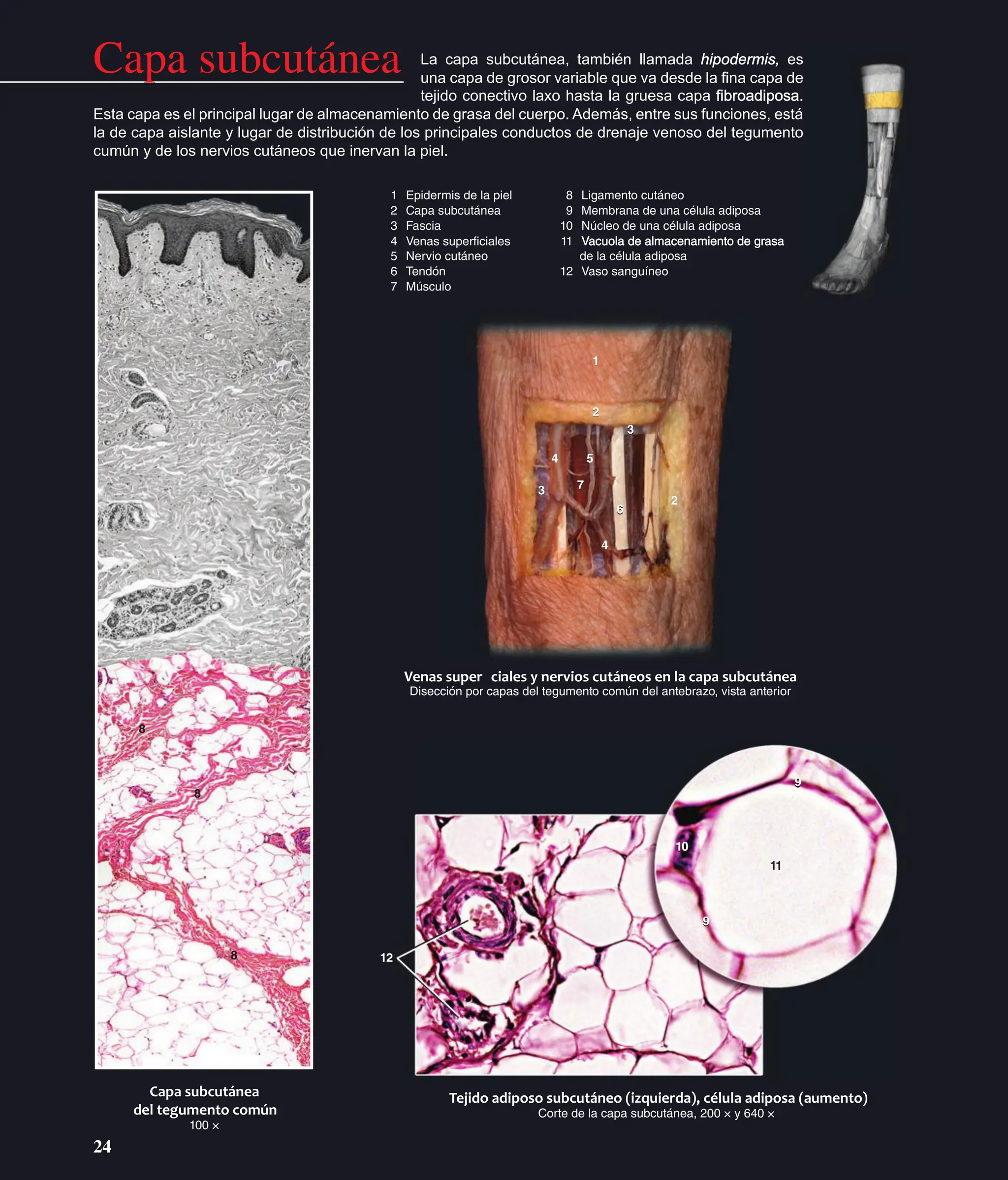 Atlas de Anatomia Humana - Mark Nielsen.pdf