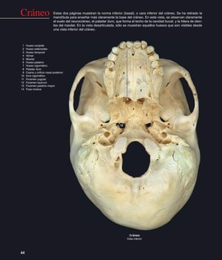 Atlas de Anatomia Humana - Mark Nielsen.pdf