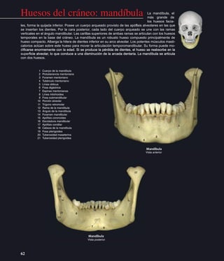 Atlas de Anatomia Humana - Mark Nielsen.pdf