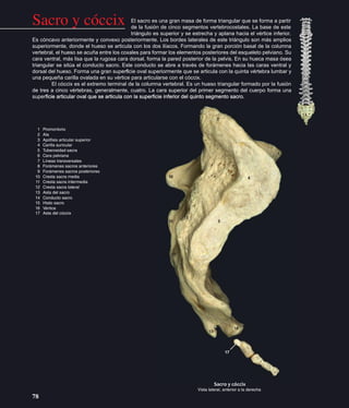 Atlas de Anatomia Humana - Mark Nielsen.pdf