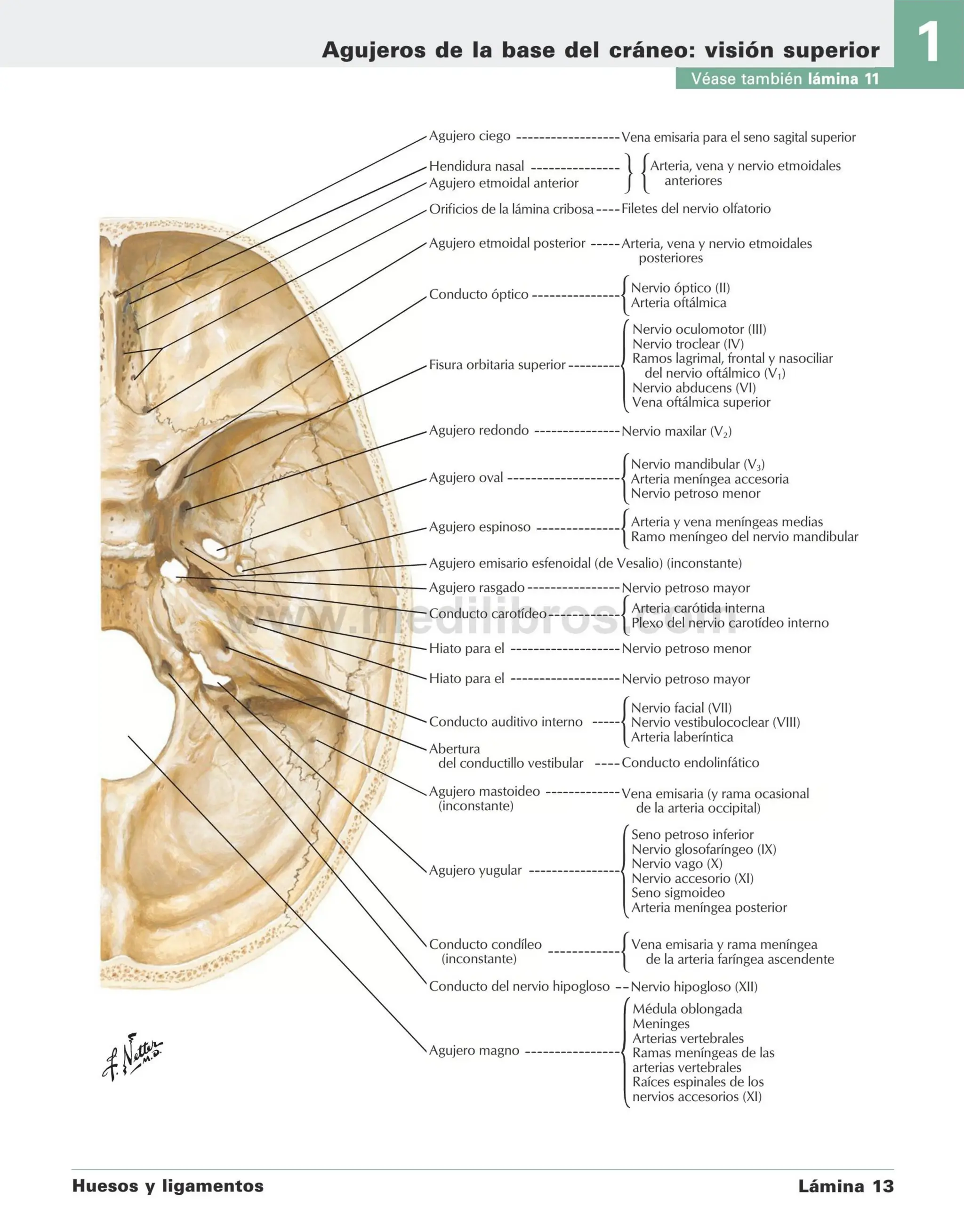 Atlas de Anatomia Humana Netter 6a ed.pdf