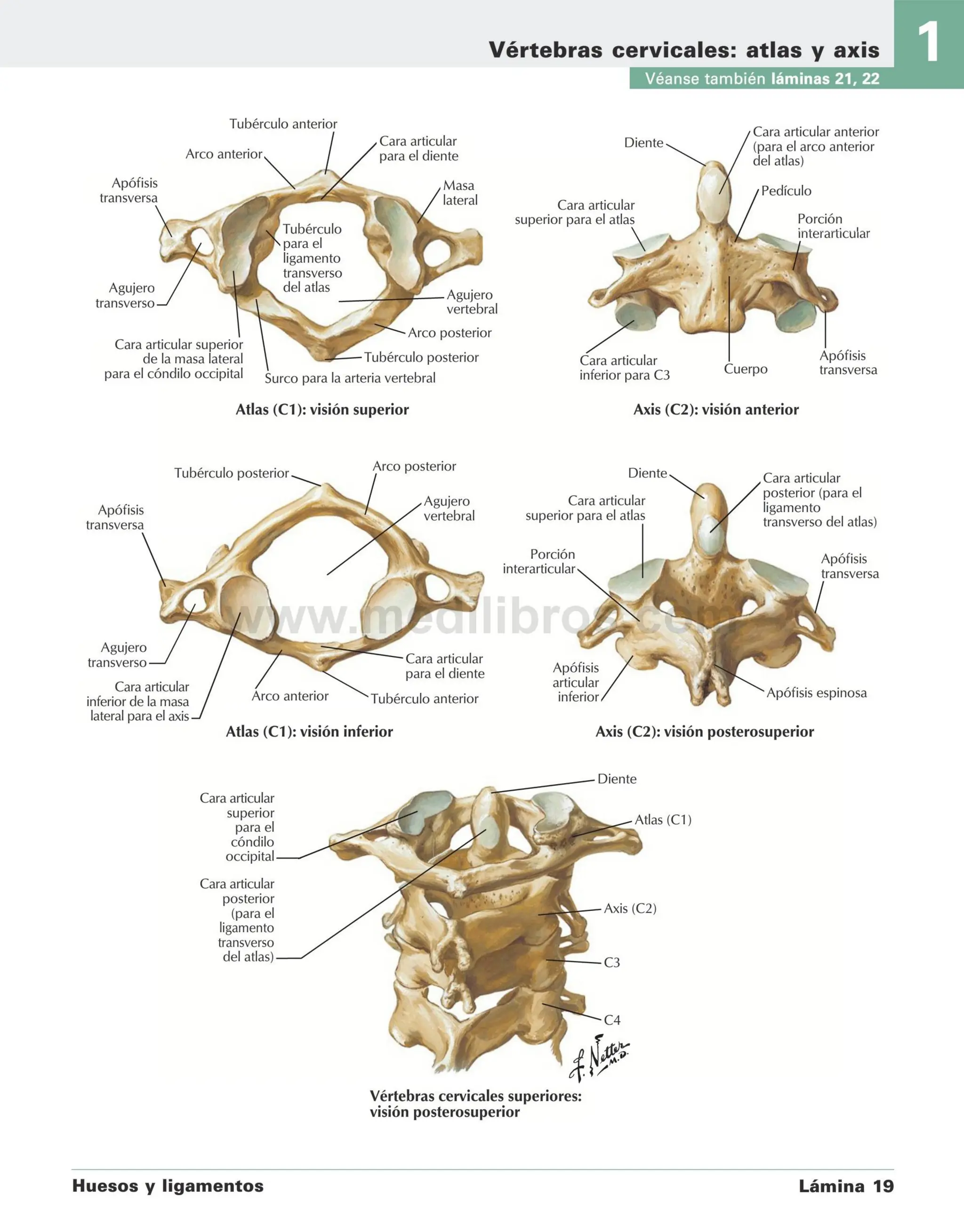 Atlas de Anatomia Humana Netter 6a ed.pdf