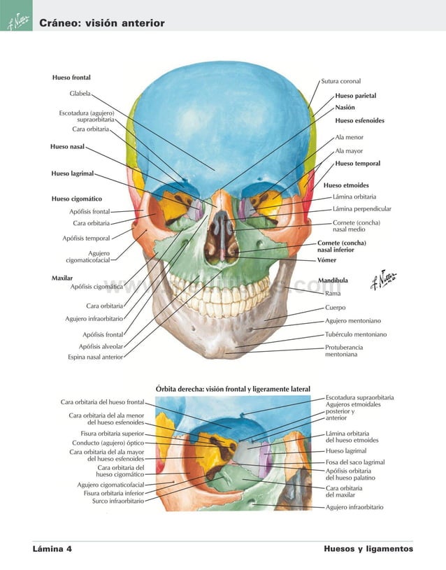 Atlas de Anatomia Humana Netter 6a ed.pdf