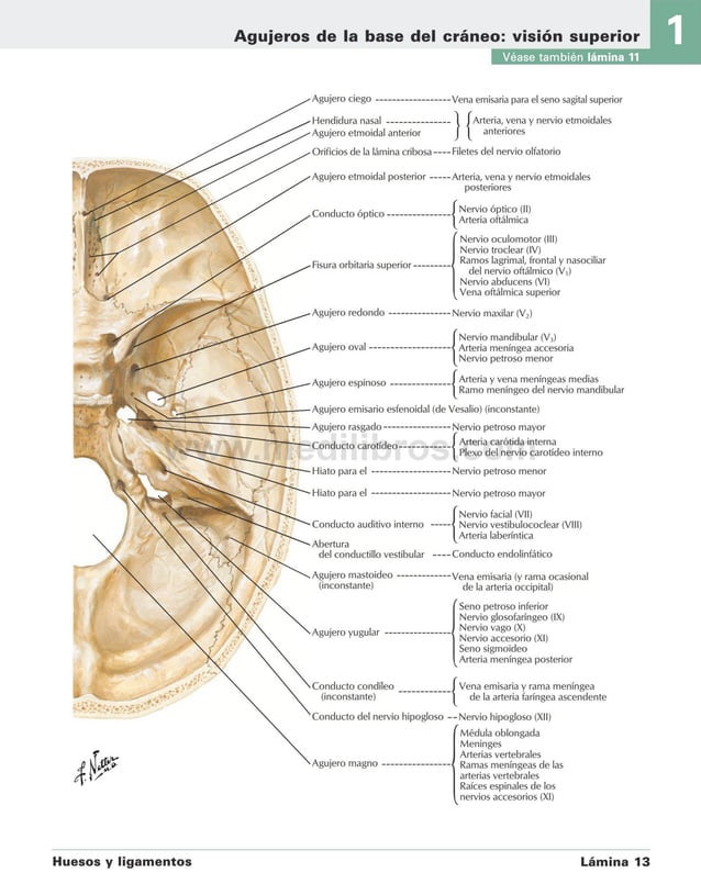 Atlas de Anatomia Humana Netter 6a ed.pdf