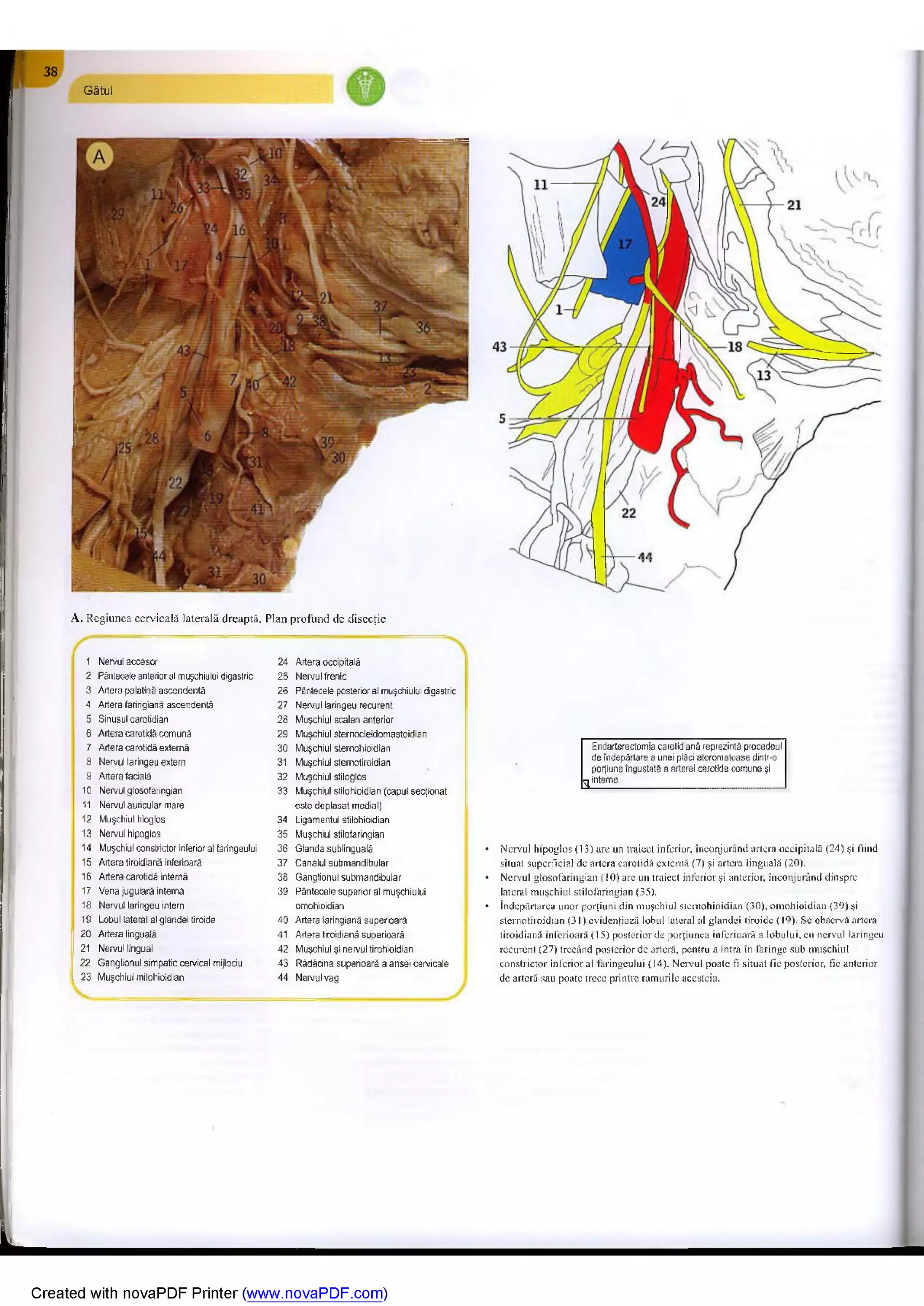 Atlas de anatomie | PDF
