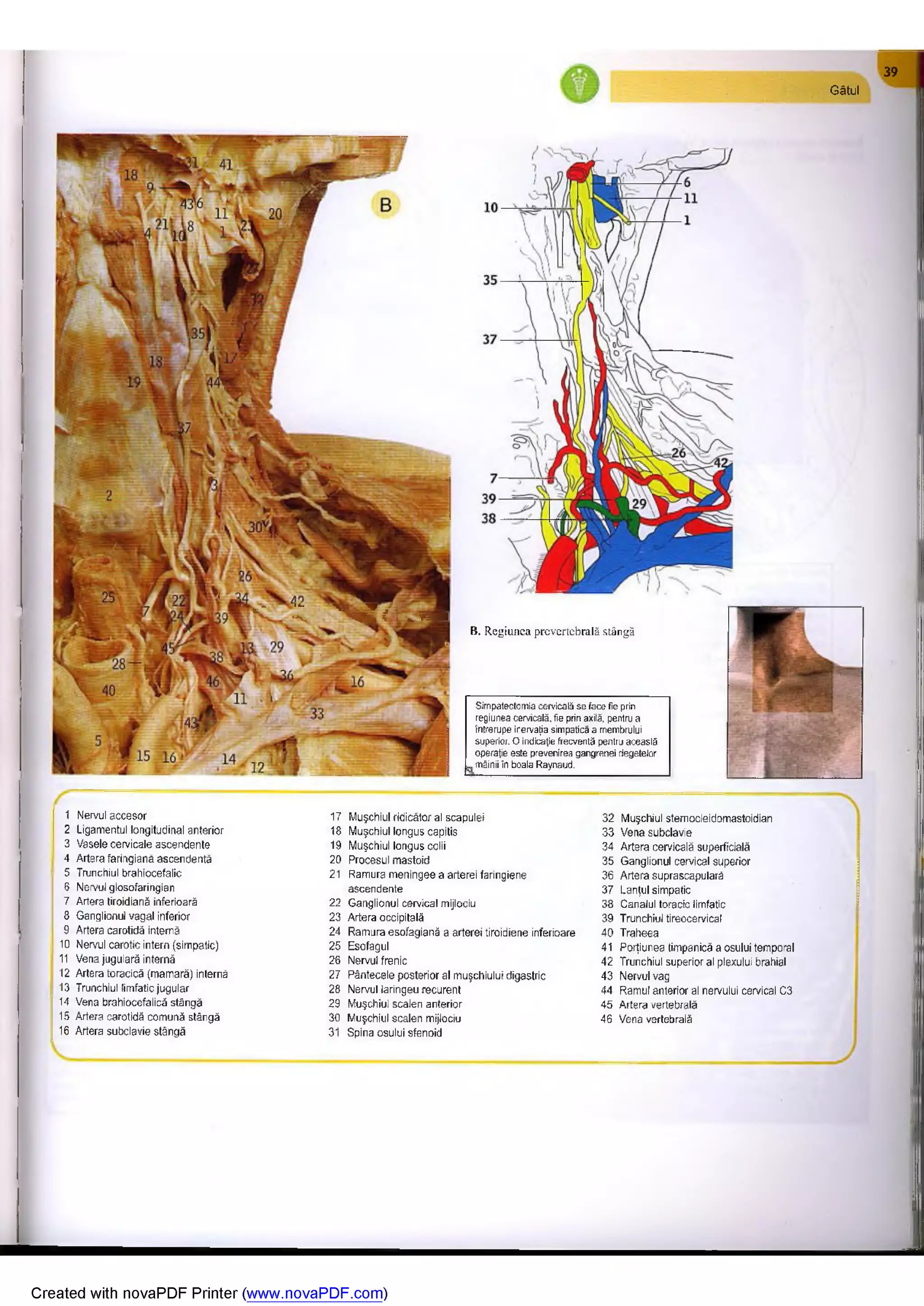 Atlas de anatomie | PDF