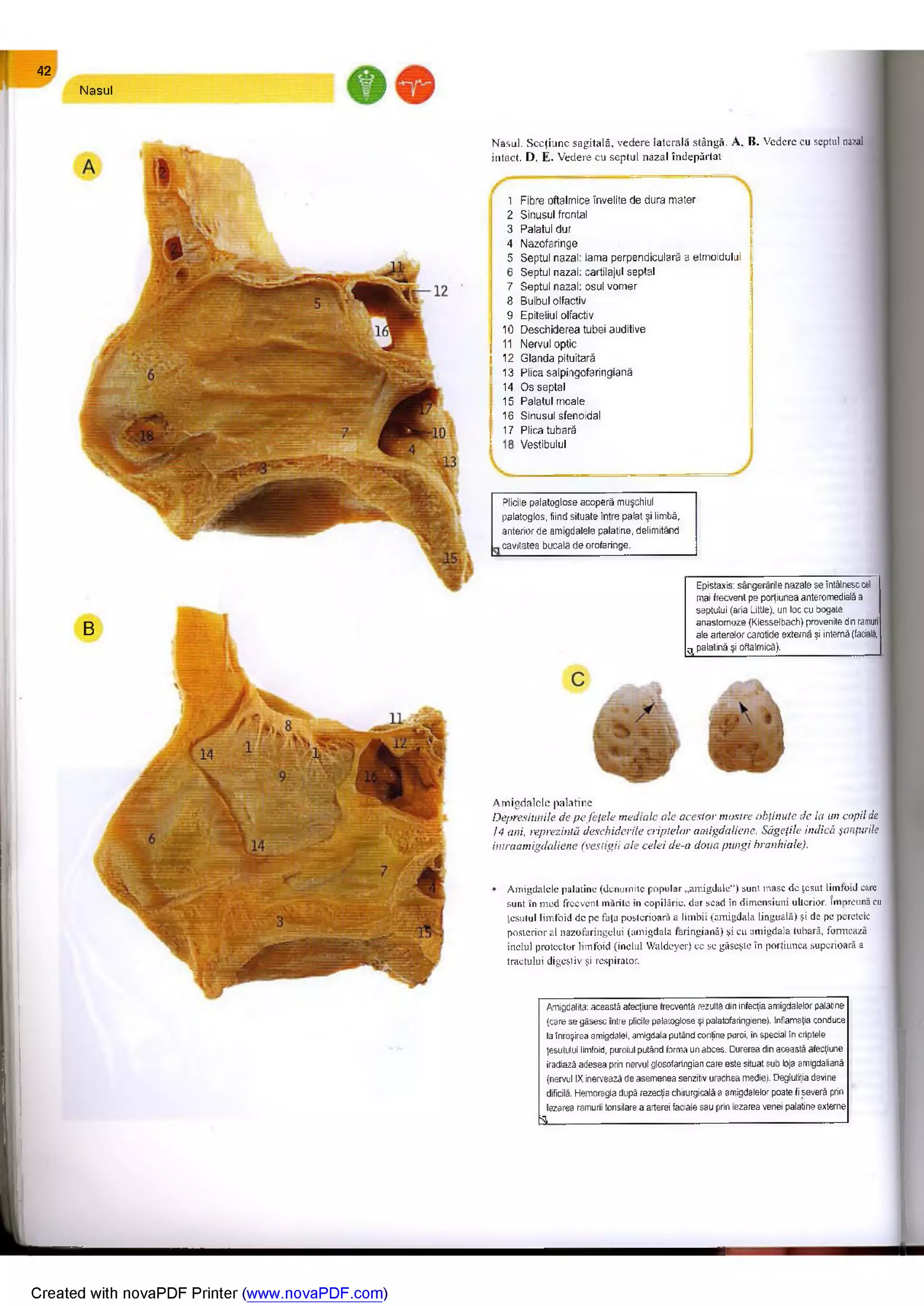 Atlas de anatomie | PDF