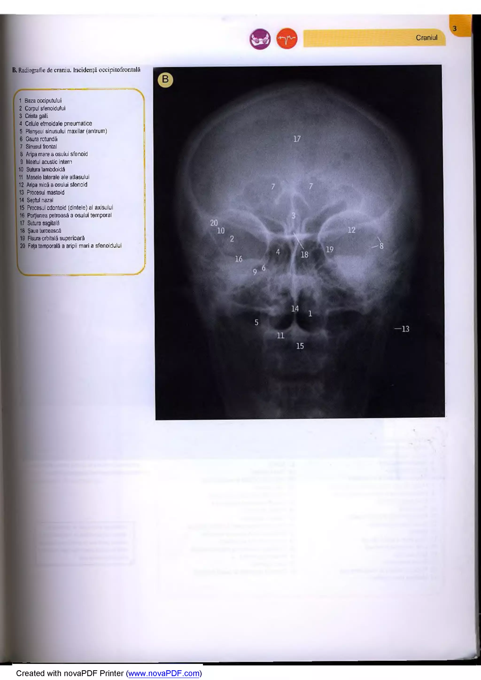 Atlas de anatomie | PDF