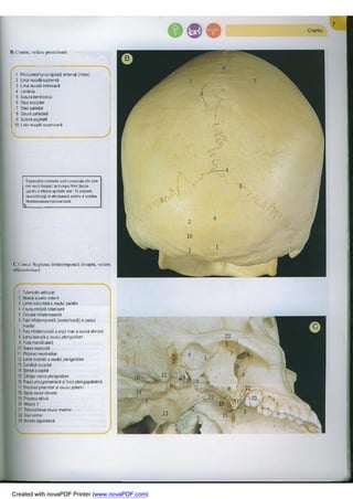 Atlas de anatomie | PDF