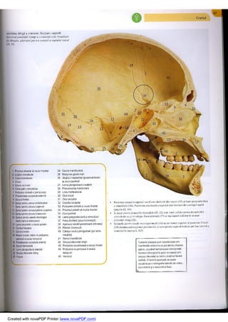 Atlas de anatomie | PDF