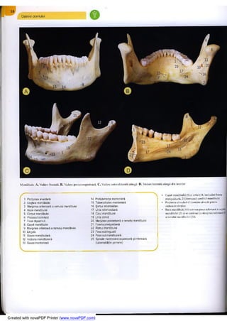 Atlas de anatomie | PDF