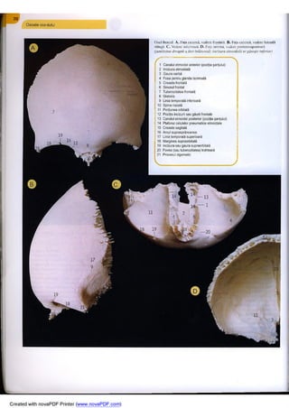 Atlas de anatomie | PDF