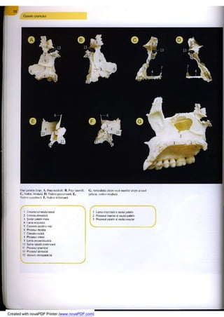 Atlas de anatomie | PDF