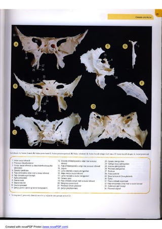 Atlas de anatomie | PDF