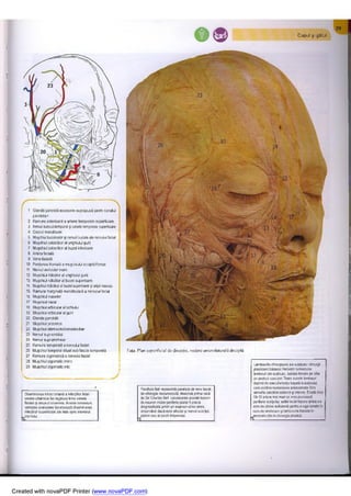 Atlas de anatomie | PDF