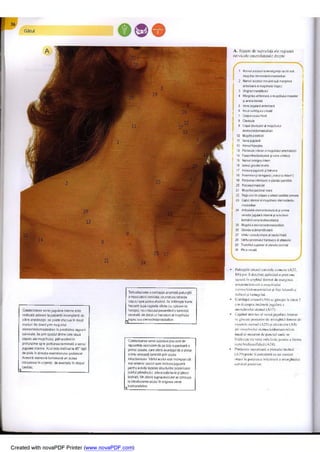 Atlas de anatomie | PDF