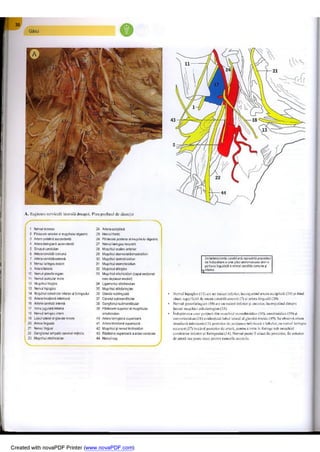 Atlas de anatomie | PDF