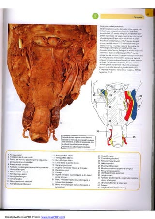 Atlas de anatomie | PDF