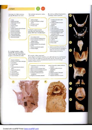 Atlas de anatomie | PDF
