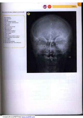 Atlas de anatomie | PDF