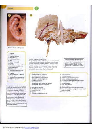 Atlas de anatomie | PDF