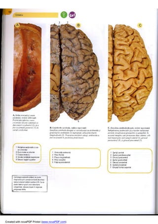 Atlas de anatomie | PDF