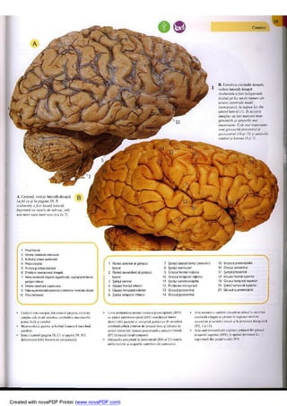 Atlas de anatomie | PDF