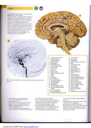 Atlas de anatomie | PDF