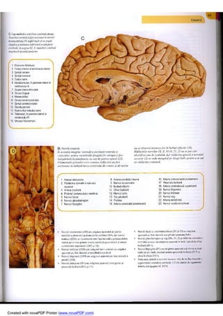 Atlas de anatomie | PDF