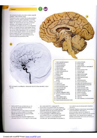 Atlas de anatomie | PDF
