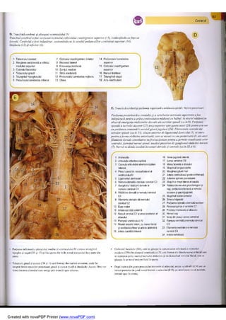 Atlas de anatomie | PDF