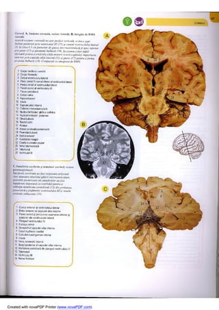 Atlas de anatomie | PDF