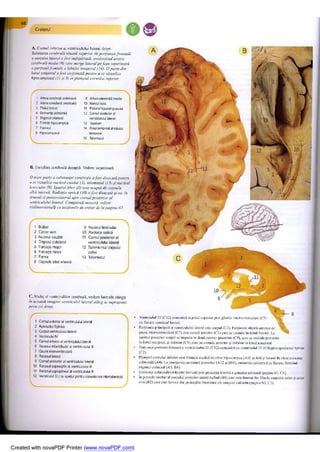 Atlas de anatomie | PDF
