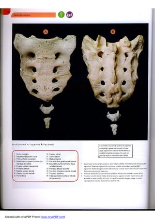 Atlas de anatomie | PDF